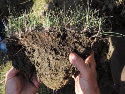 Soil Biological Properties – Soil Health Nexus